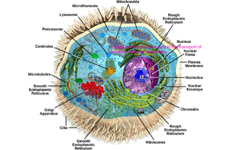 A cell is like Taco Bell!! by Autumn Peterson on Prezi