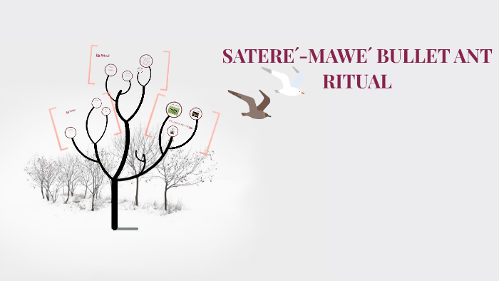 Satere´-Mawe´ Bullet Ant Ritual by Natalie Kayser