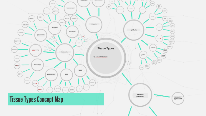 Tissue Types Concept Map by Connor Millward on Prezi