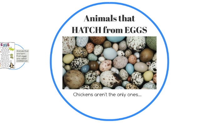 Animals that HATCH from EGGS by Ingrid Lefimil on Prezi