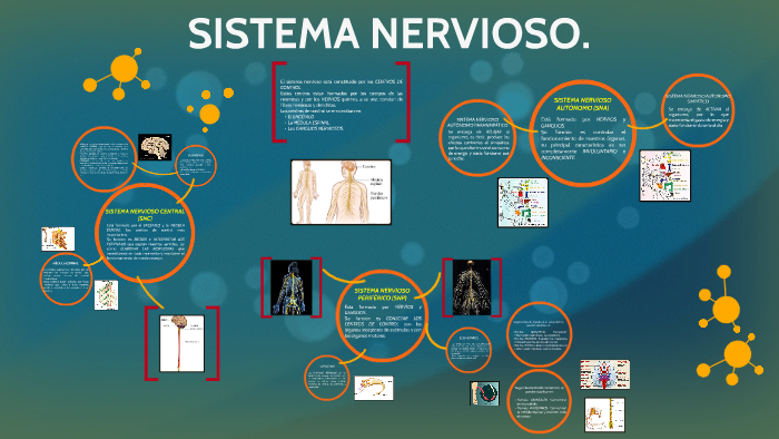 CLASIFICACIÓN DEL SISTEMA NERVIOSO (SNC, SNP,SNA). by Vani Bugueño on Prezi
