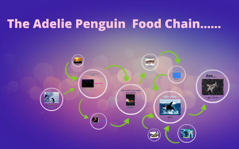 The penguin Food Chain...... by ranisha chand on Prezi