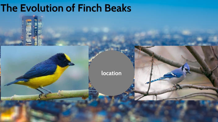 The Evolution of Finch Beaks by tony sanchez on Prezi