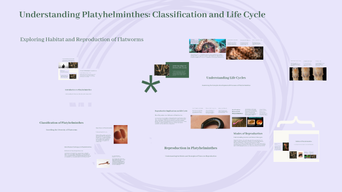 Understanding Platyhelminthes: Classification and Life Cycle by Rafeef ...