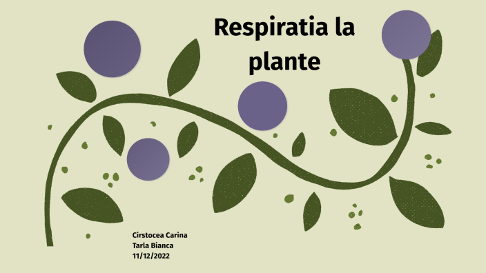 Respiratia la plante by Carina Cirstocea on Prezi