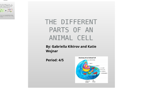 Cell Organelle Storybook by Gabriella Kikirov on Prezi