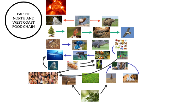 Carver's Food Chain by carver cheeks on Prezi