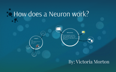How does a Neuron work? by Victoria Morton on Prezi