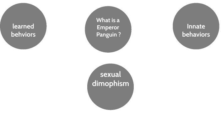 Emperor penguin by Max Quinones on Prezi