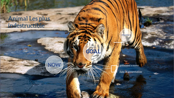 top 10 des animaux les plus invincibles by Rayan Tatem on Prezi