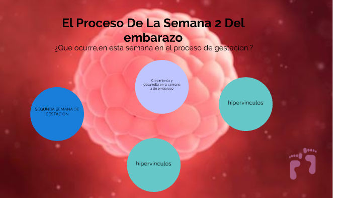 El proceso de la semana 2 del embarazo by Samuel David Arredondo Lopez ...