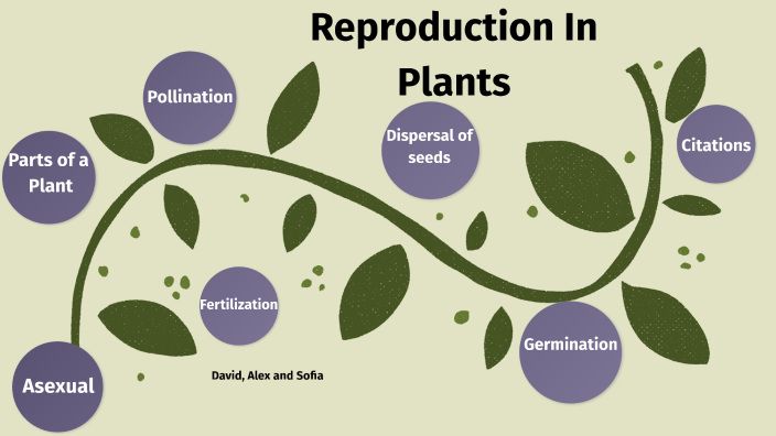 Reproduction in Plants by Alexandr Přibyl on Prezi