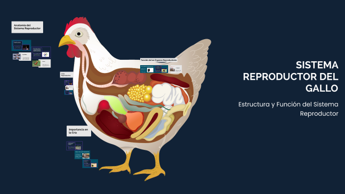 SISTEMA REPRODUCTOR DEL GALLO by Claudia Chacolla on Prezi