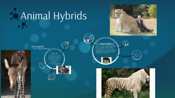 Animal Hybrids by on Prezi