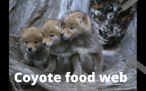 Coyote's food web by Edward vargas on Prezi