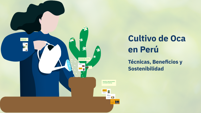 Cultivo de Oca en Perú by cesar ttito chacon on Prezi