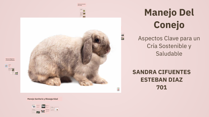 Manejo Del Conejo by Sandra Cifuentes on Prezi
