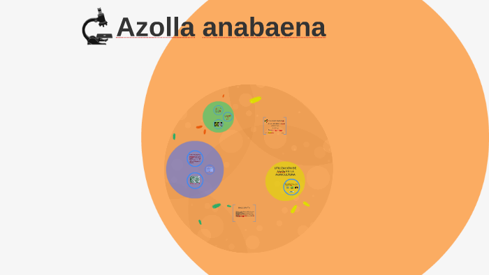 Azolla anabaena by LiliBeth Córdova on Prezi