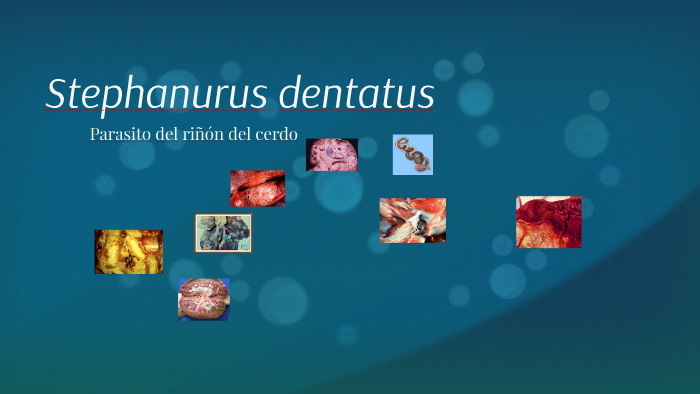 Stephanurus dentatus by Oscar Harry Florez on Prezi