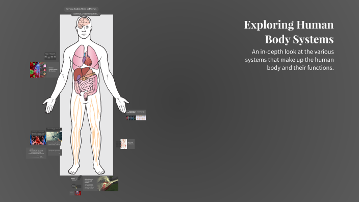 Exploring Human Body Systems by Julia Eckhardt on Prezi