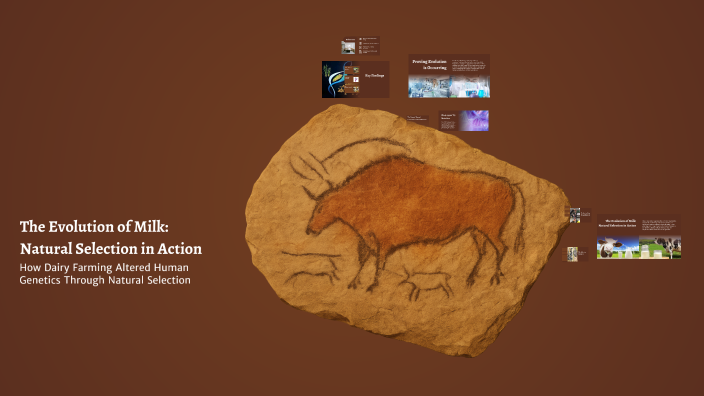 The Evolution of Milk: Natural Selection in Action by Ty on Prezi