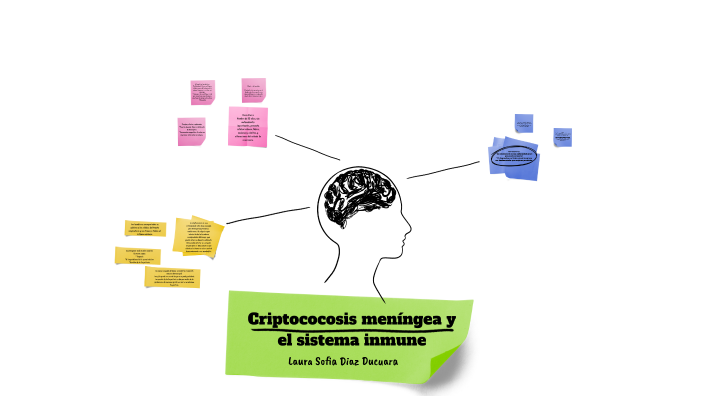 Criptococosis meningea by Sofia Diaz Ducuara on Prezi