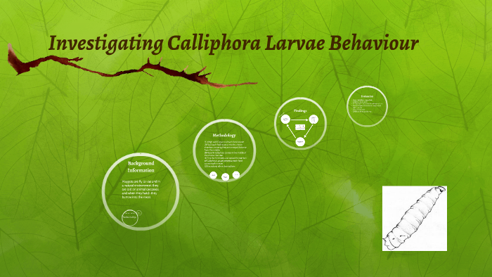 Investigating Calliphora Larva Behaviour by Annie Barrell