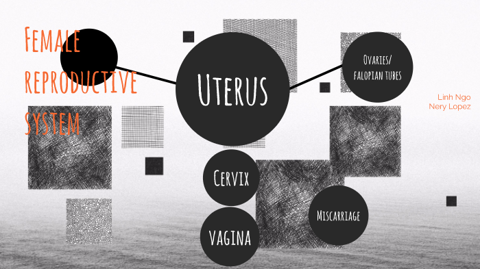Female reproductive system project by Nery Lopez on Prezi
