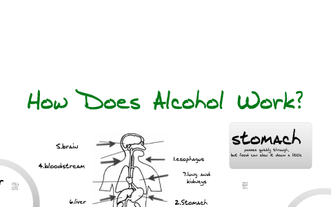 Alcohol's Path Through the Body by cindi stanley on Prezi