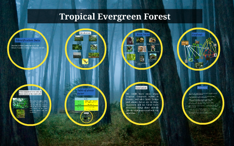 Tropical Evergreen Forest by monica trevino on Prezi