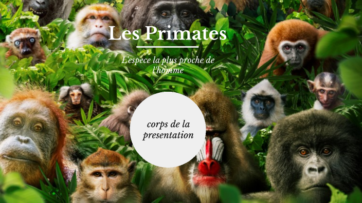 les primates by MAXIME PILLET on Prezi