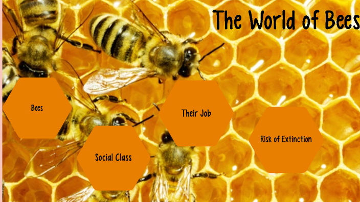 The World of Bees by Beatrice Citaristi on Prezi