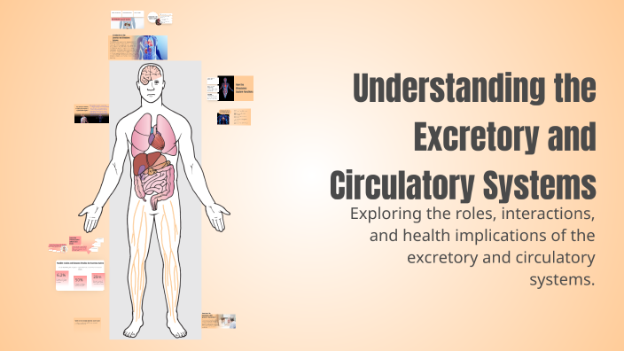 Understanding the Excretory and Circulatory Systems by Tehillah Talabon ...