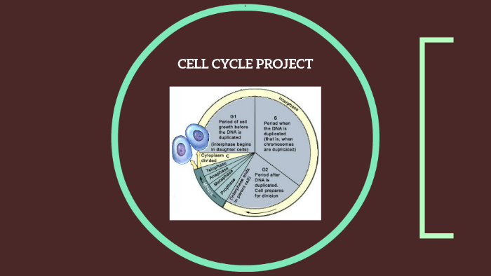 Cell Cycle Project By Kennedy & Hannah by Hannah Woods on Prezi