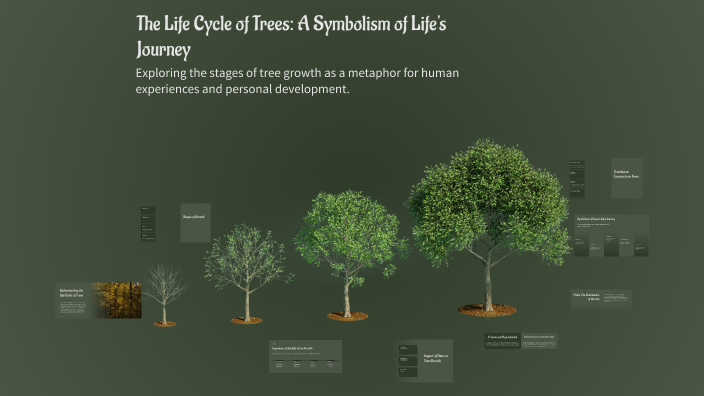 The Life Cycle of Trees: A Symbolism of Life's Journey by veron uy on Prezi