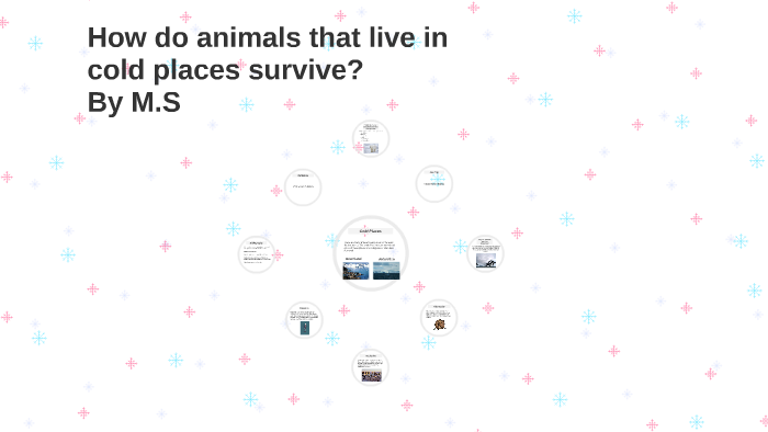 How do animals that live in cold places survive? by Macey Sajowitz on Prezi