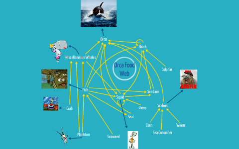 Orca Food Web by Jordan Judt on Prezi