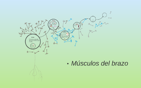 Músculos del brazo by on Prezi