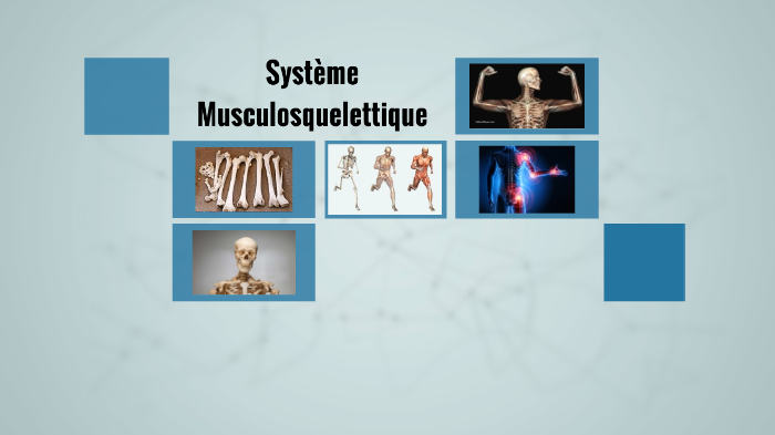 Système musculosquelettique by Clara Fortier on Prezi
