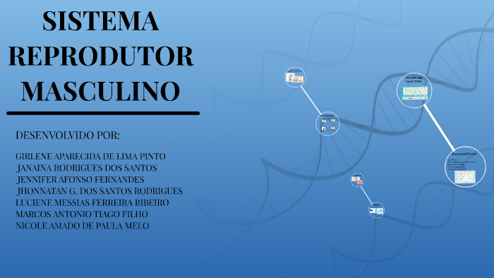 SISTEMA REPRODUTOR MASCULINO by Jennifer Afonso on Prezi