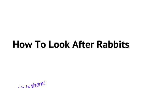 How to look after rabbits by Abbiegale White on Prezi