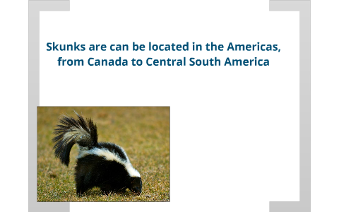 Skunk Climate Adaptations by Joshua Galvez on Prezi