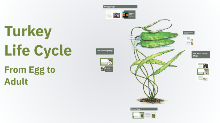 Turkey Life Cycle by Kimberly Chajon on Prezi