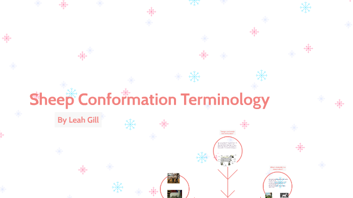 Sheep Conformation Terminology by Leah Gill on Prezi