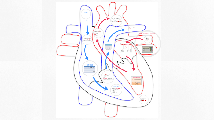 SCA ST+ by Claire Vdl on Prezi