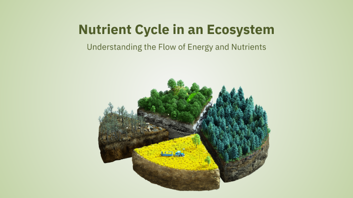 Nutrient Cycle in an Ecosystem by JOHN DARIUS on Prezi