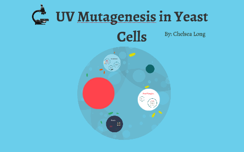 UV Mutagenesis in Yeast Cells by Chelsea Long on Prezi