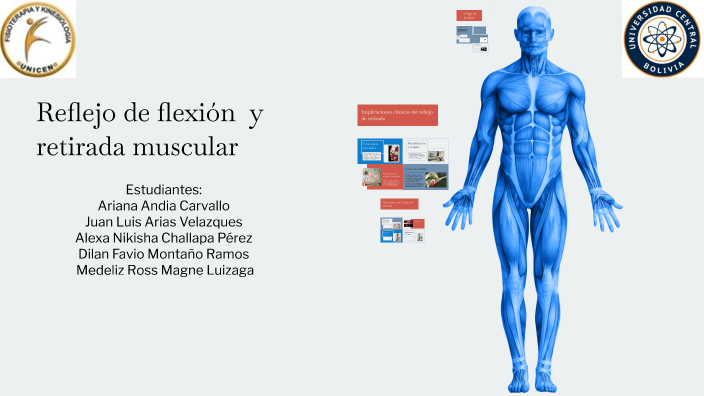 Reflejo de flexión y retirada muscular by ross magne on Prezi