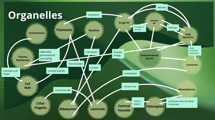 AP Bio Organelles X by Alysha Rinehart on Prezi