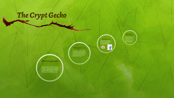 The Crypt Gecko by John Chew